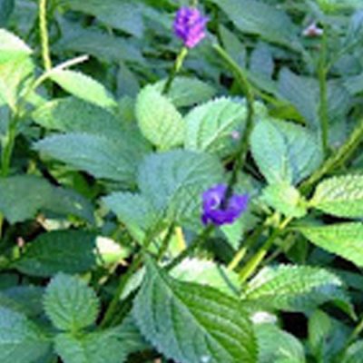 Pecut Kuda – Alam Sari Petra – Surabaya Urban Farm Lab