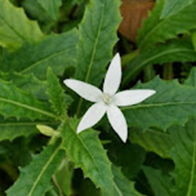 Kitolod – Alam Sari Petra – Surabaya Urban Farm Lab