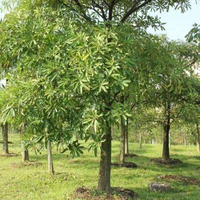 Pohon Pule – Alam Sari Petra – Surabaya Urban Farm Lab