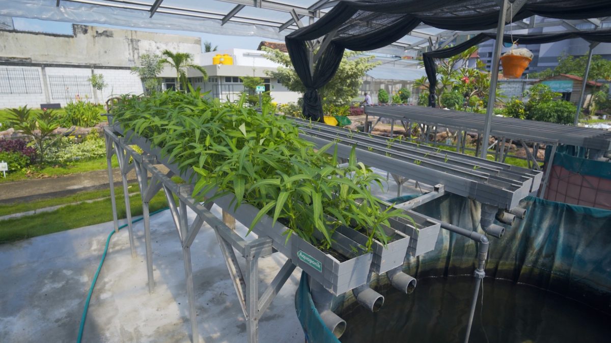 Alam Sari Petra – Surabaya Urban Farm Lab – Surabaya Urban Farm Lab