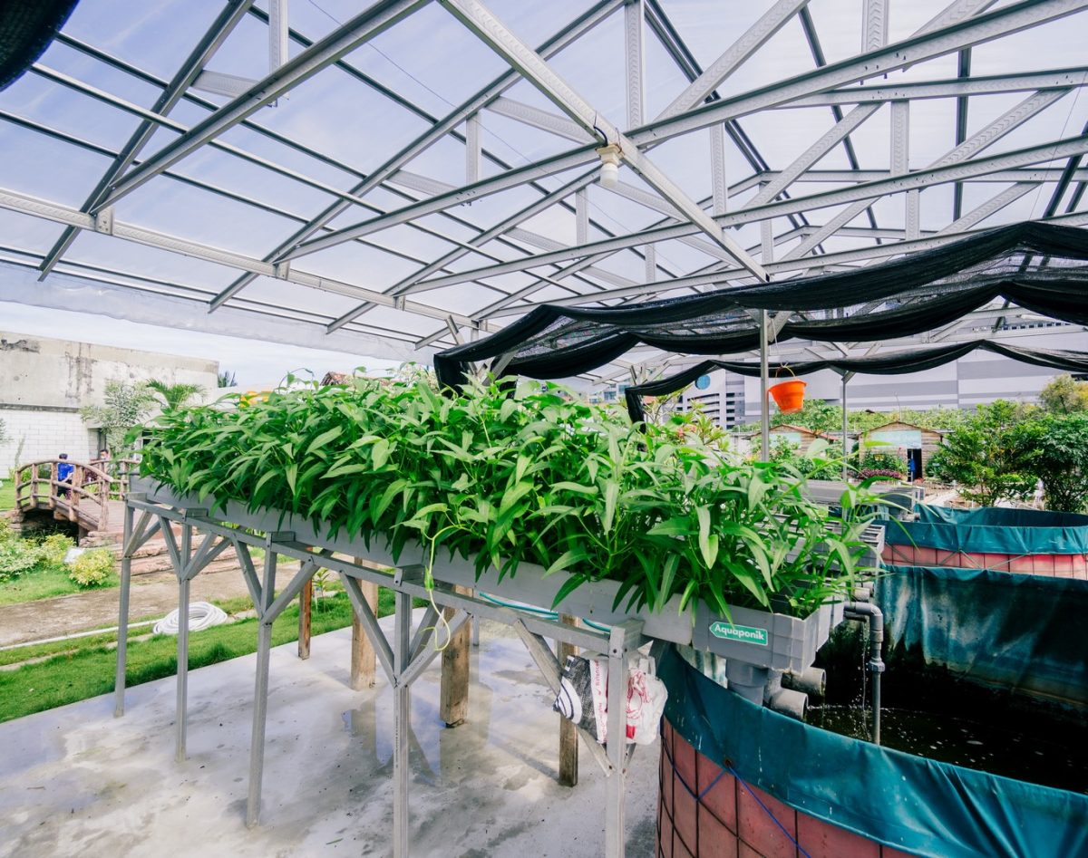 Alam Sari Petra – Surabaya Urban Farm Lab – Surabaya Urban Farm Lab