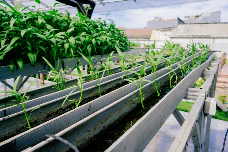 Alam Sari Petra – Surabaya Urban Farm Lab – Surabaya Urban Farm Lab