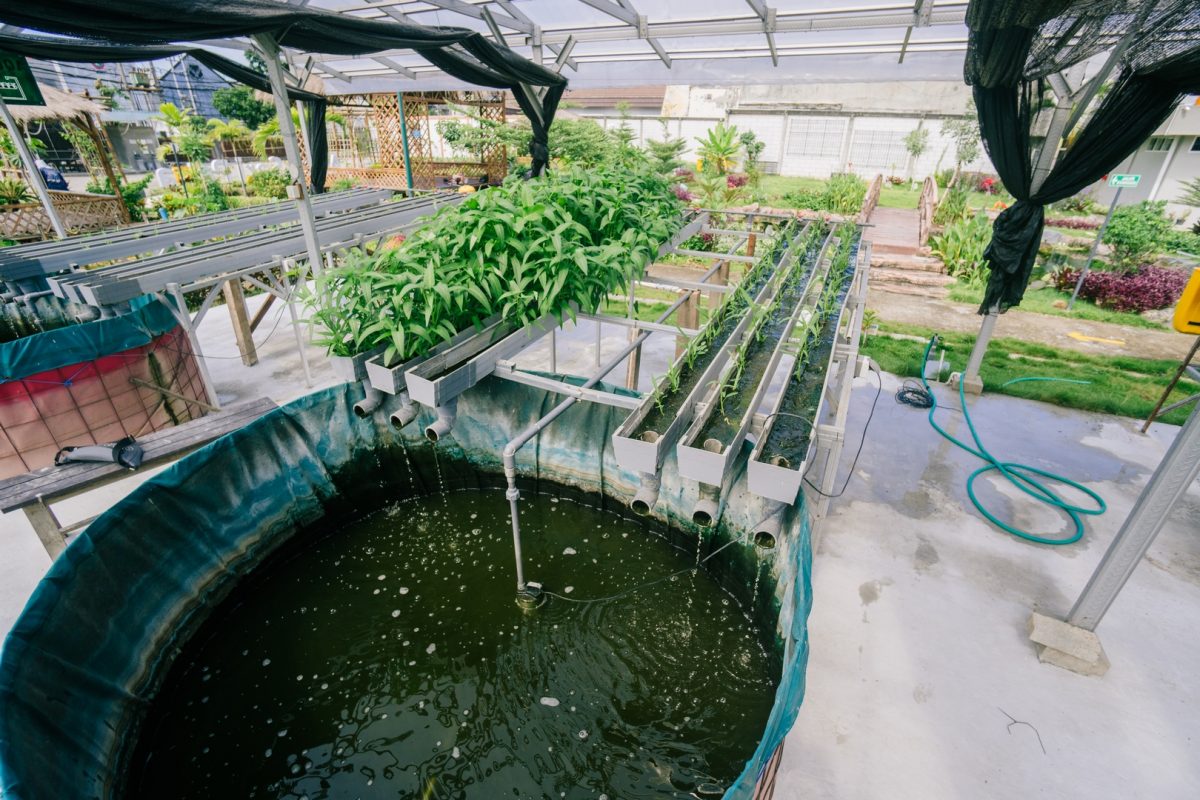 Alam Sari Petra – Surabaya Urban Farm Lab – Surabaya Urban Farm Lab