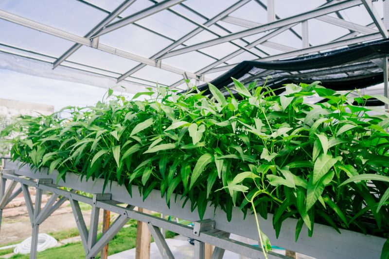 Alam Sari Petra – Surabaya Urban Farm Lab – Surabaya Urban Farm Lab