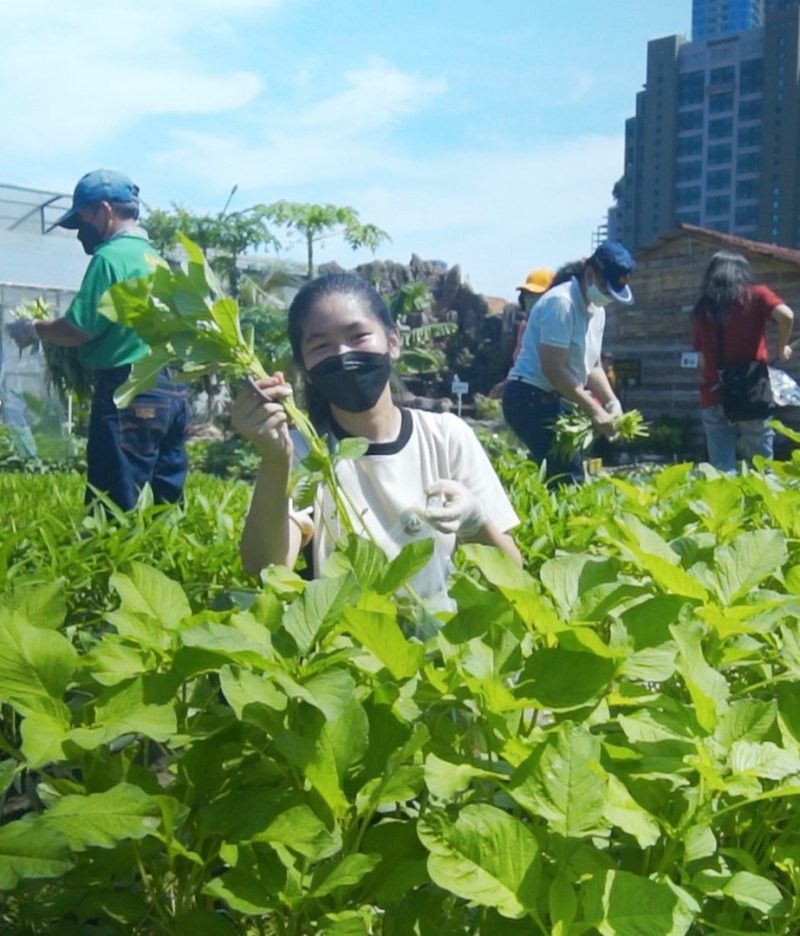 Alam Sari Petra – Surabaya Urban Farm Lab – Surabaya Urban Farm Lab